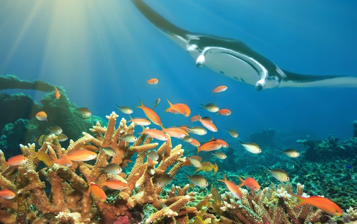 Aegean Sea: The site with the best visibility? - Underwater360