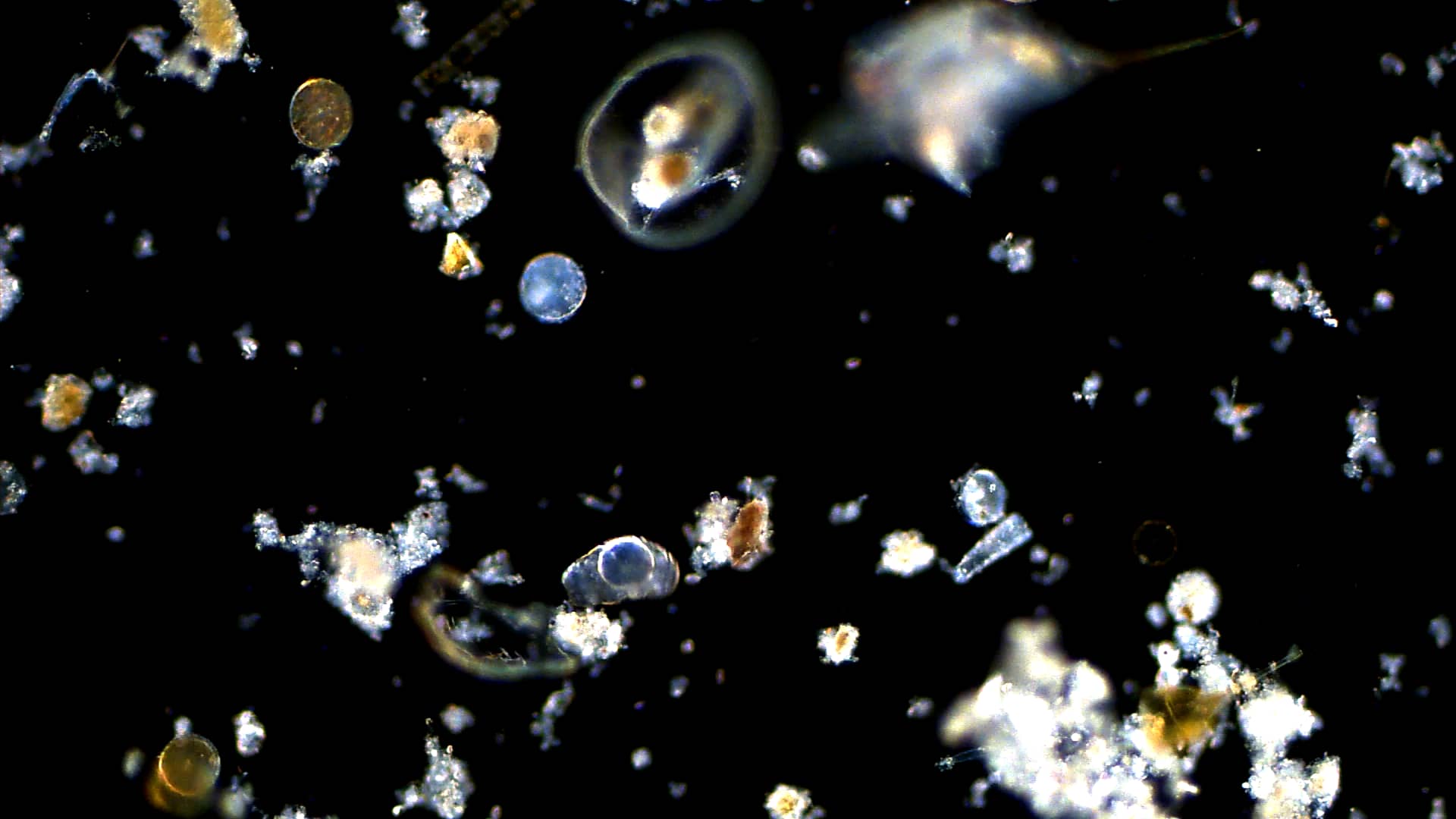 Plankton Carries Carbon to Safe Resting Spot, Ocean Study Reveals ...