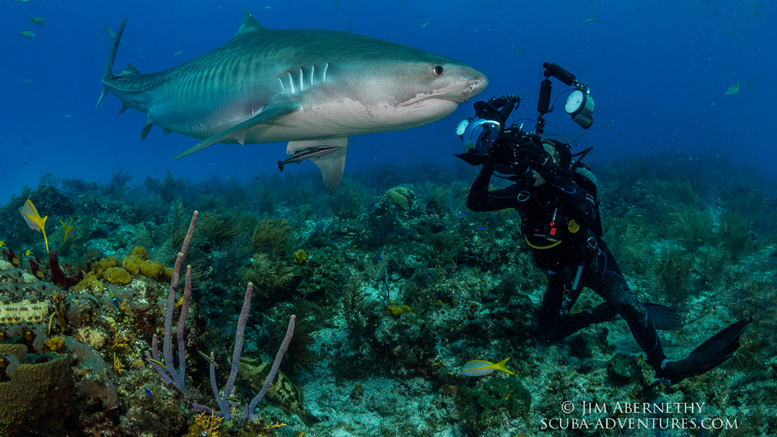 Underwater Photographer of the Month: Jason Isley - Underwater360
