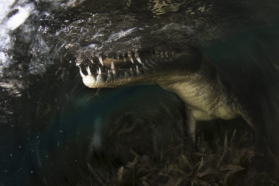 Underwater Photographer of the Week: Alejandro Prieto - Underwater360