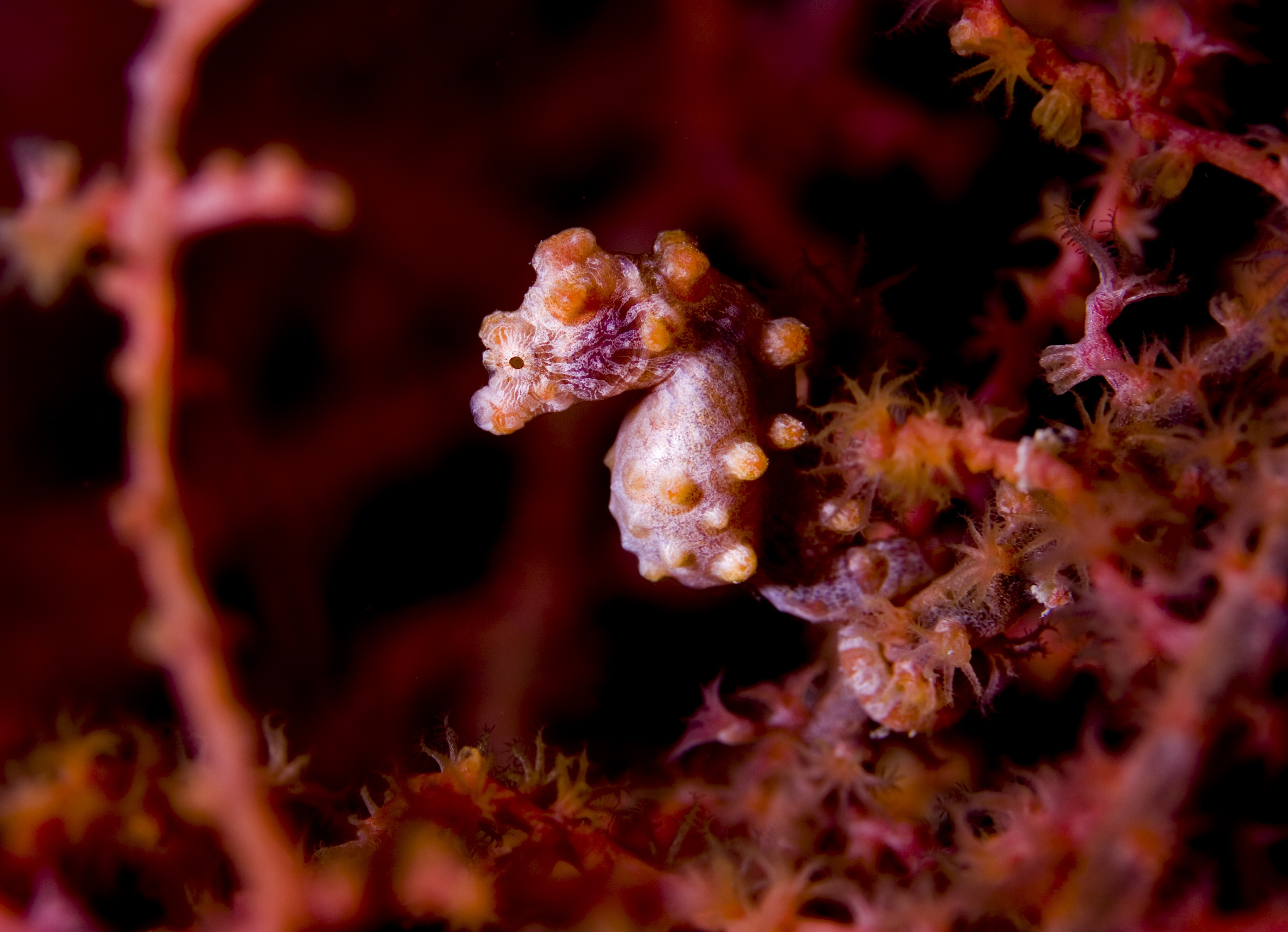 5 of the Best Places to Dive with Pygmy Seahorses - Underwater360