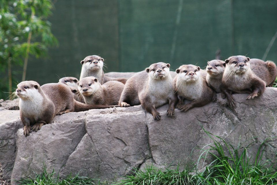 Understanding the Otters of Singapore - Underwater360