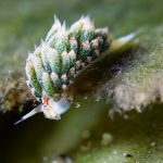 Underwater Photographer of the Week: Nicholas Samaras - Underwater360