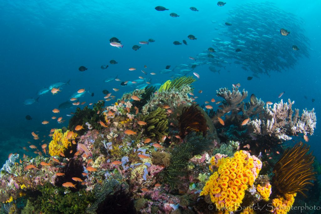 Featured Destination: Verde Island - Underwater360