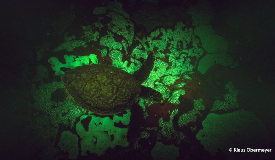 The search for the Bio-fluorescent Hawksbill Sea Turtle - Underwater360