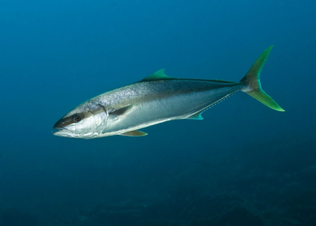 1 The Yellowtail Kingfish ( Seriola lalandi ) is more commonly referred ...