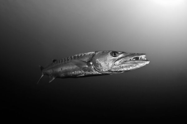 1 The great barracuda is the largest member of the “baraccudas” family ...