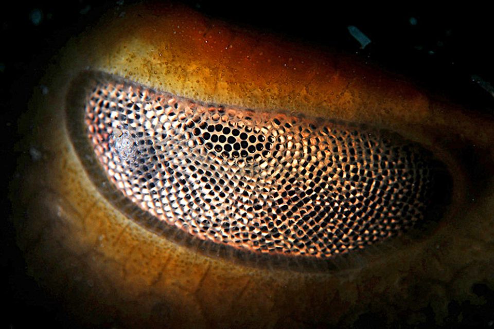 How to shoot with a Snoot - Underwater360