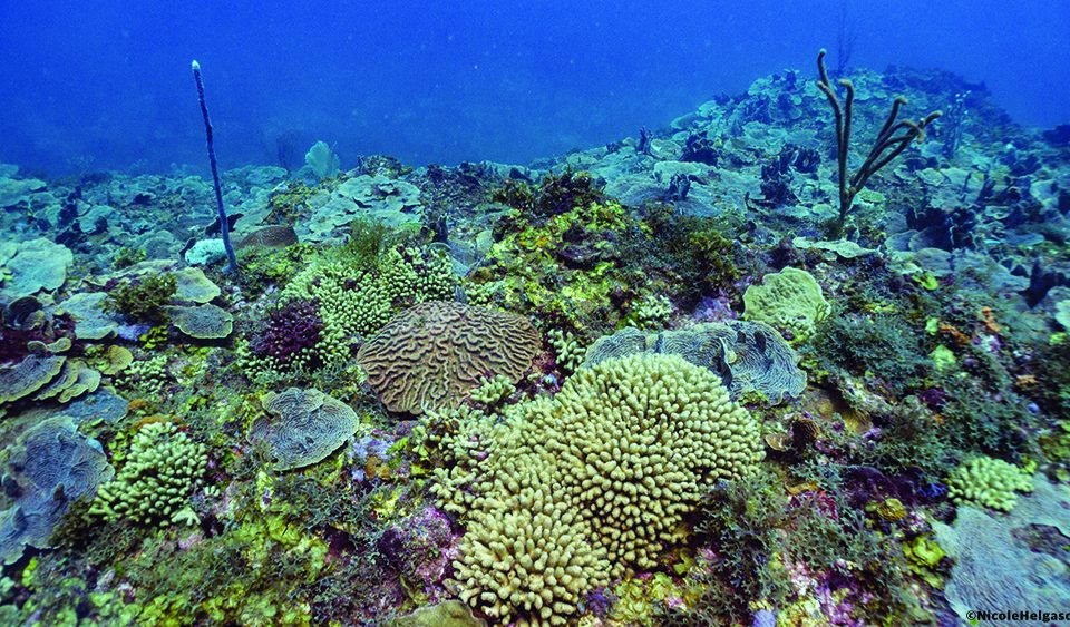 The Coral Communicator - Underwater360