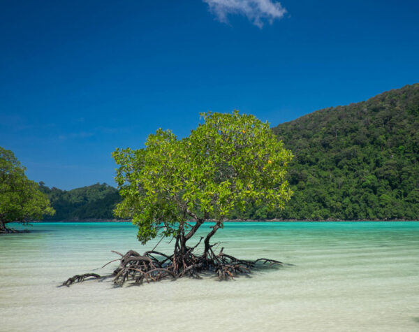 1 Mangroves are some of the most important ecosystems on Earth