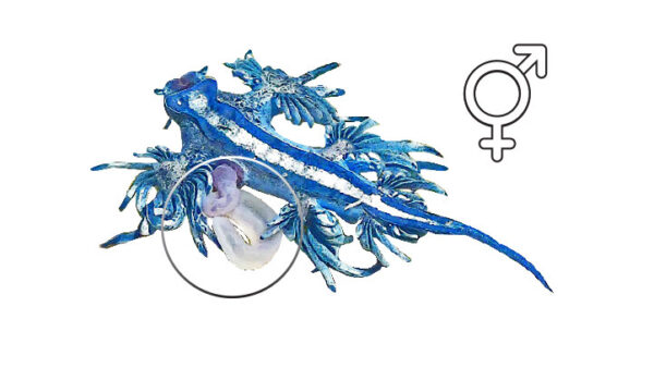 The male reproductive organ is especially large and hooked