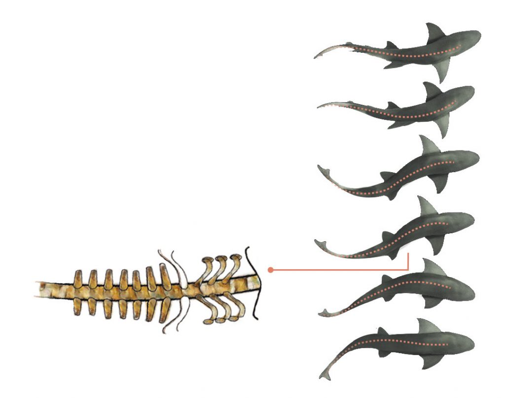 6. Prominent Dorsal Fin