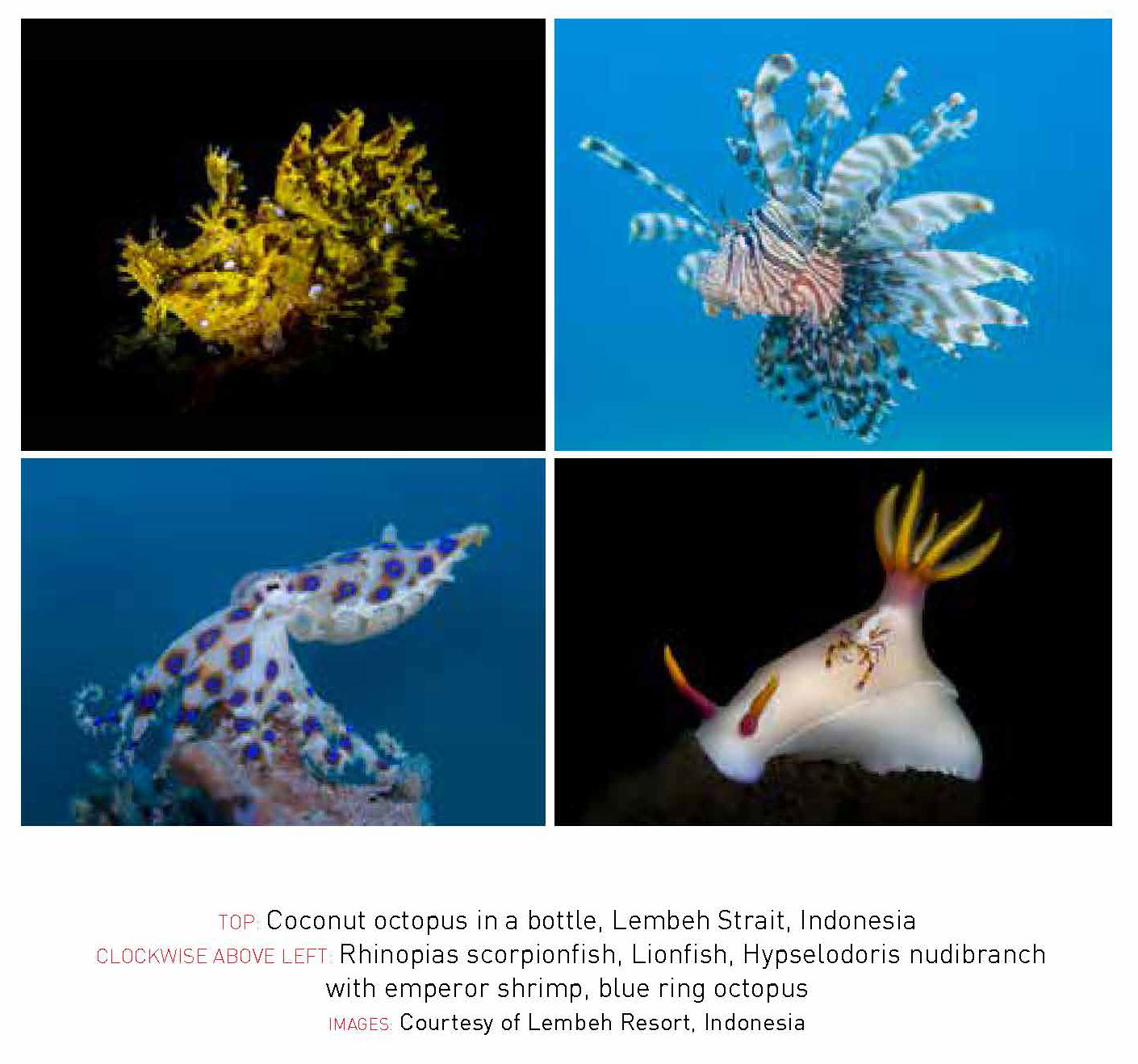 The term “muck” originates from diving in muddy and murky conditions in ...