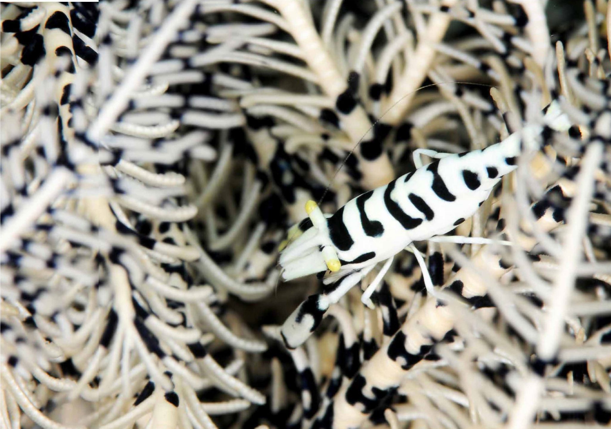 Living Space: 4 Types of Symbiosis - Underwater360