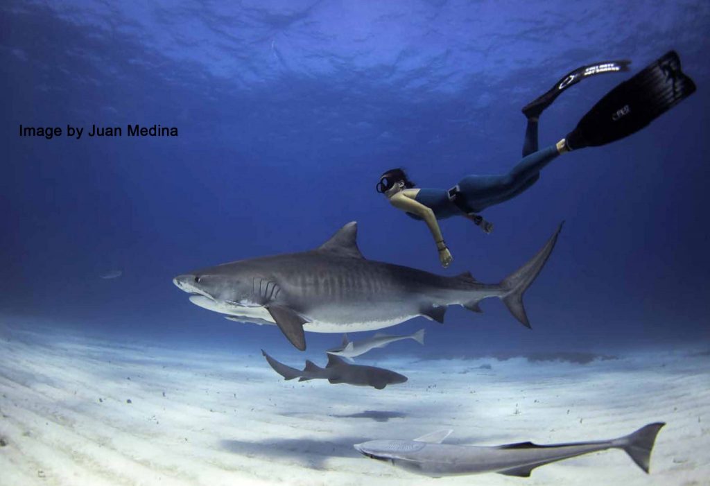 Madison Stewart: Dedicated to Saving Sharks - Underwater360