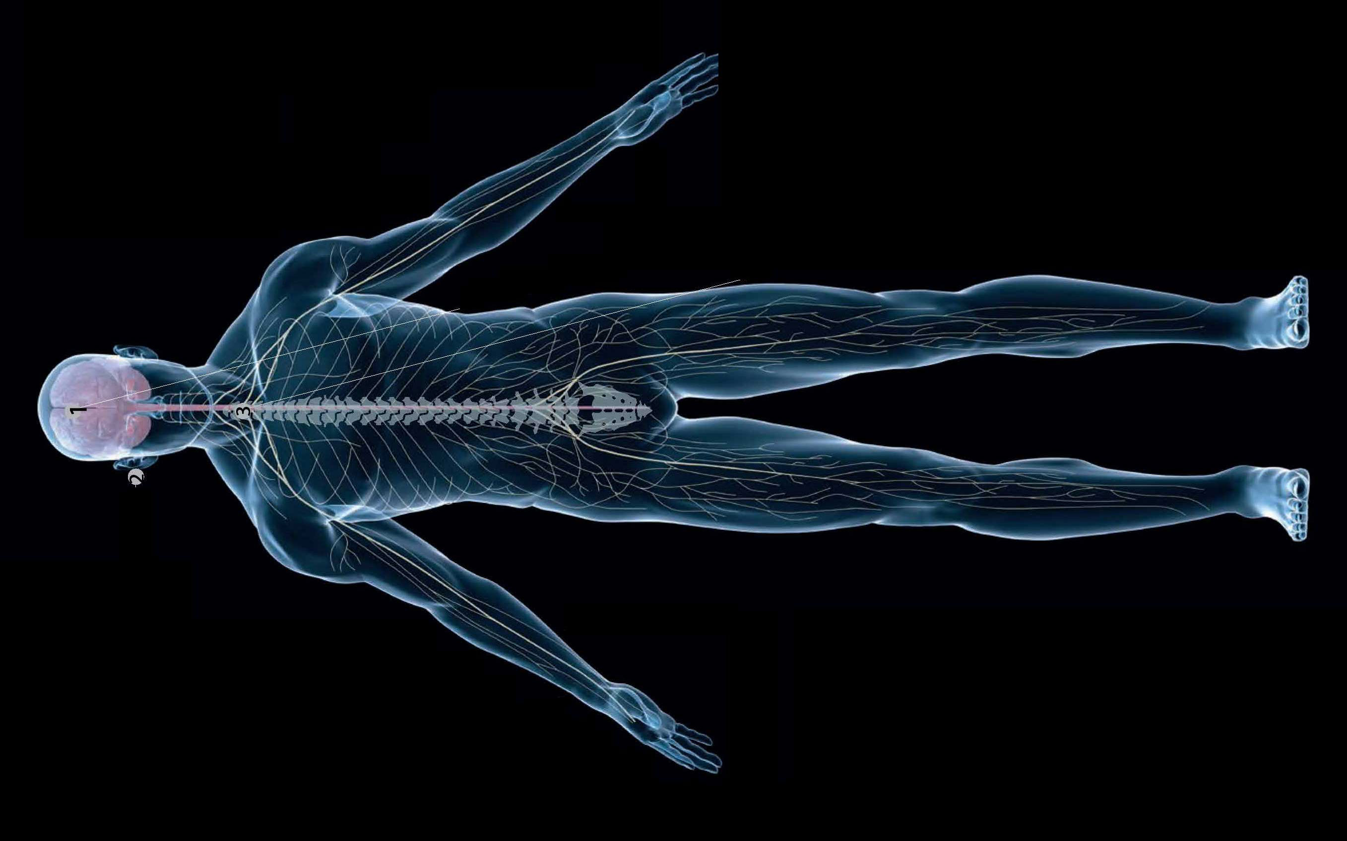 Distinguishing Diving Injuries By Neurological Symptoms - Underwater360