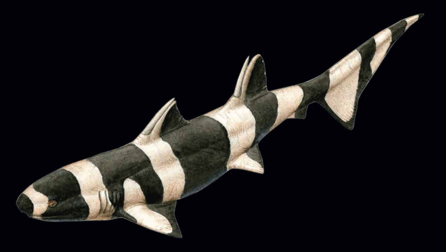 Stethacanthus: The distinctive anvil-shaped dorsal fin of this species ...