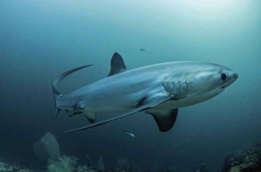 Threshers are regular visitors to Monad Shoal in the Philippines, where ...