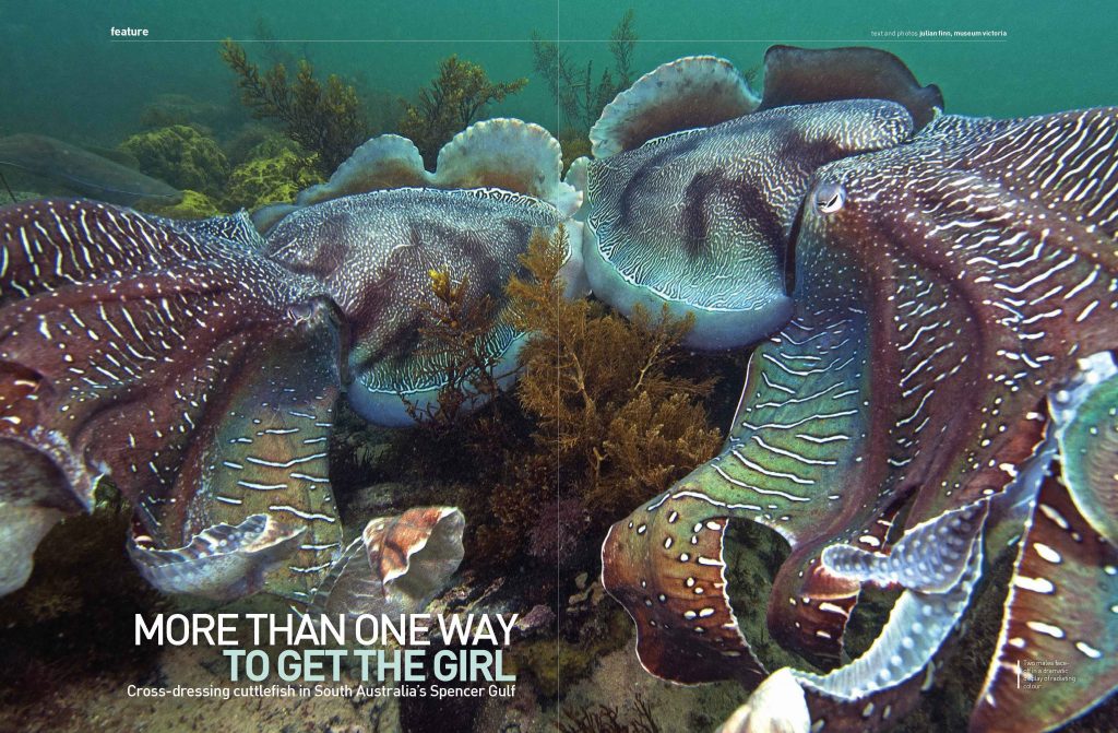 Mating Rituals: Cross-dressing Cuttlefish in South Australia's Spencer ...