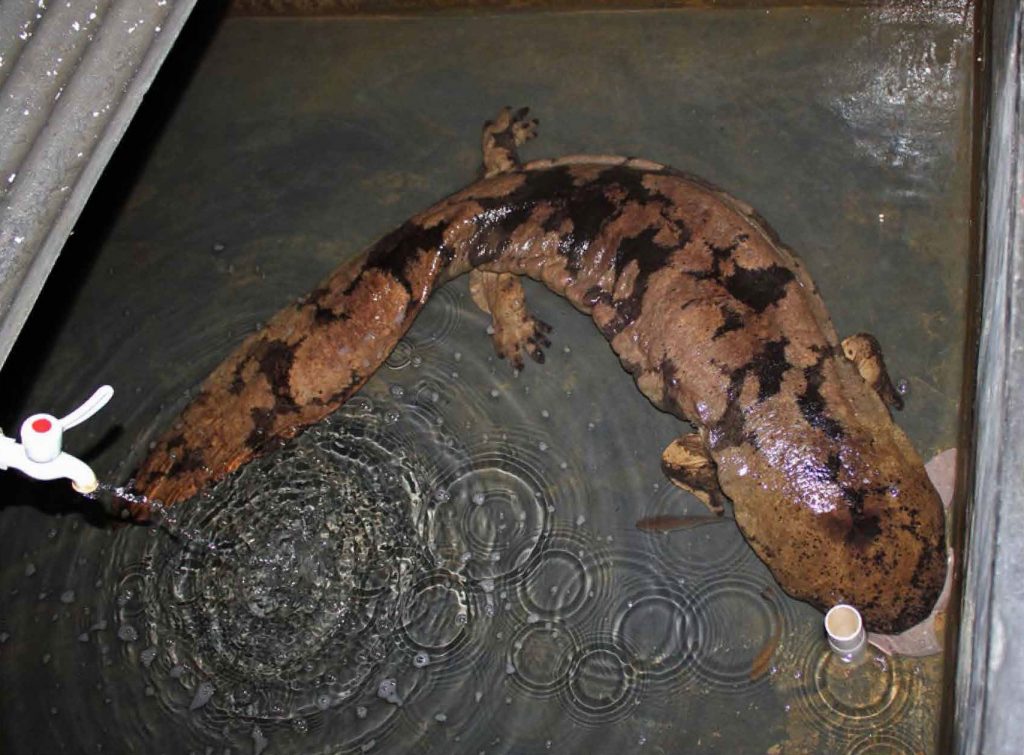 An example of a captive “farm bred” Chinese giant salamander (Photos by ...