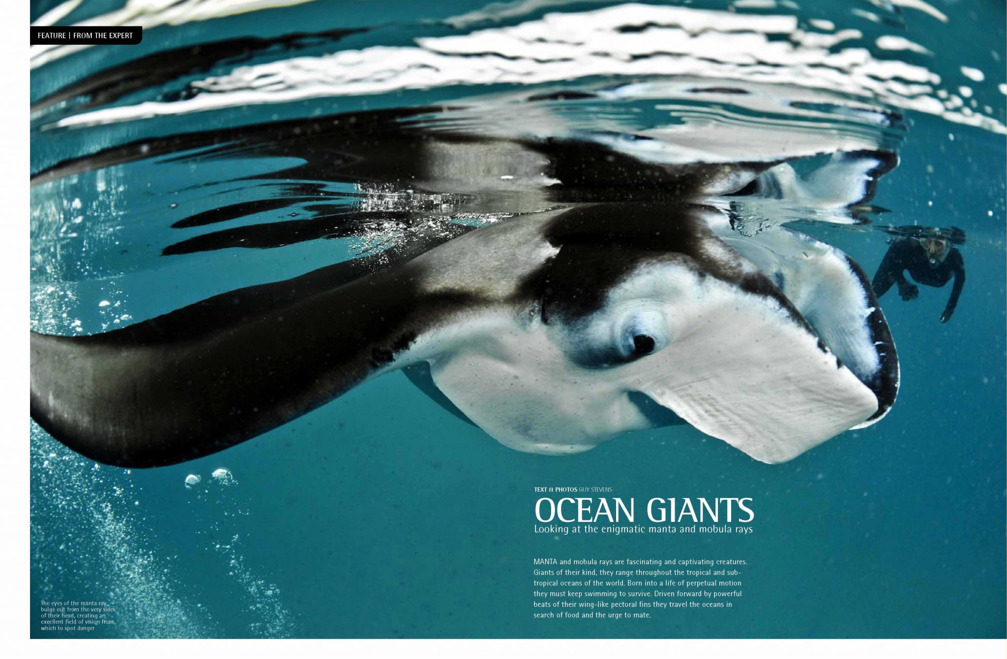 Ocean_Giants_Spread.jpg