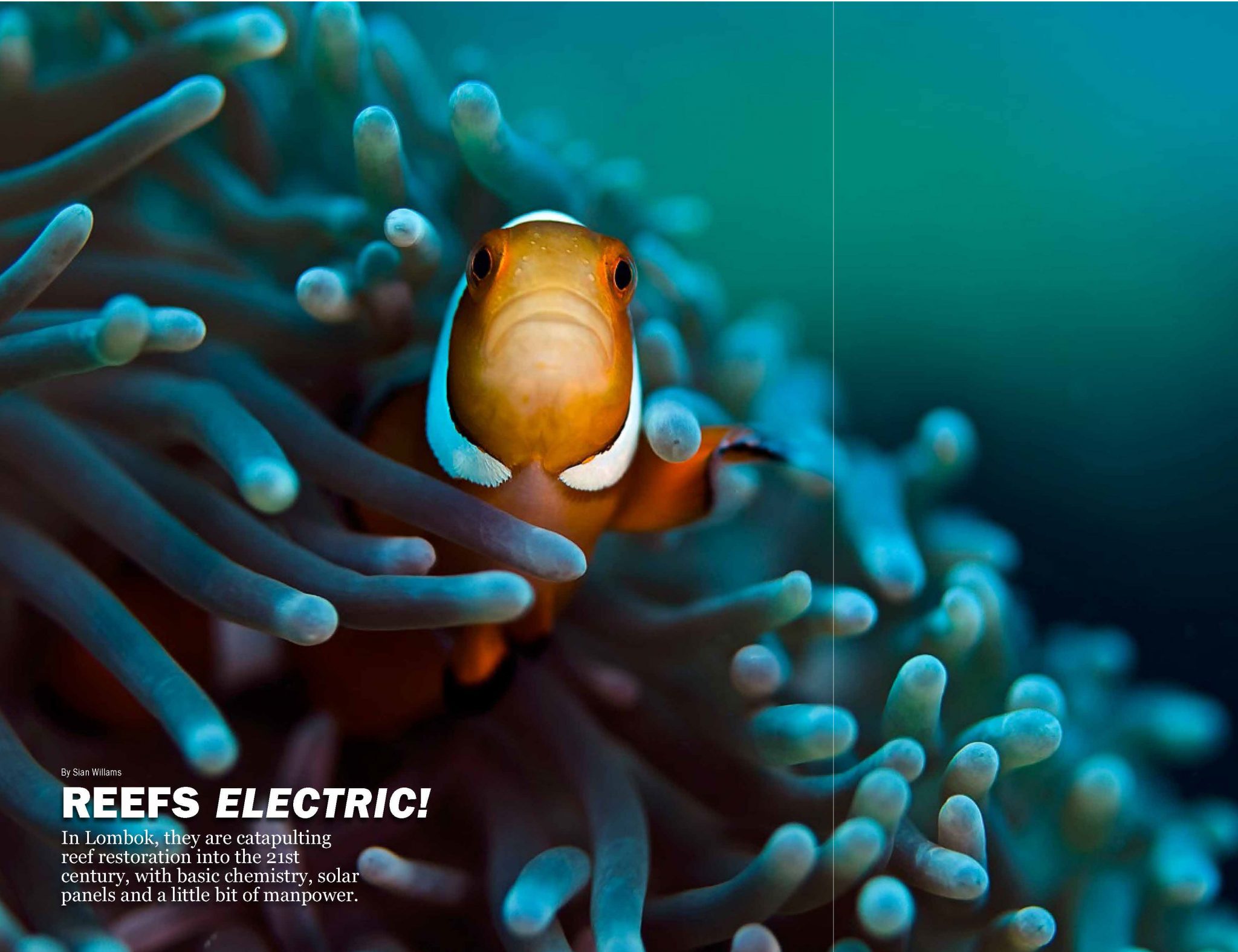 Reefs_Electric_Spread.jpg