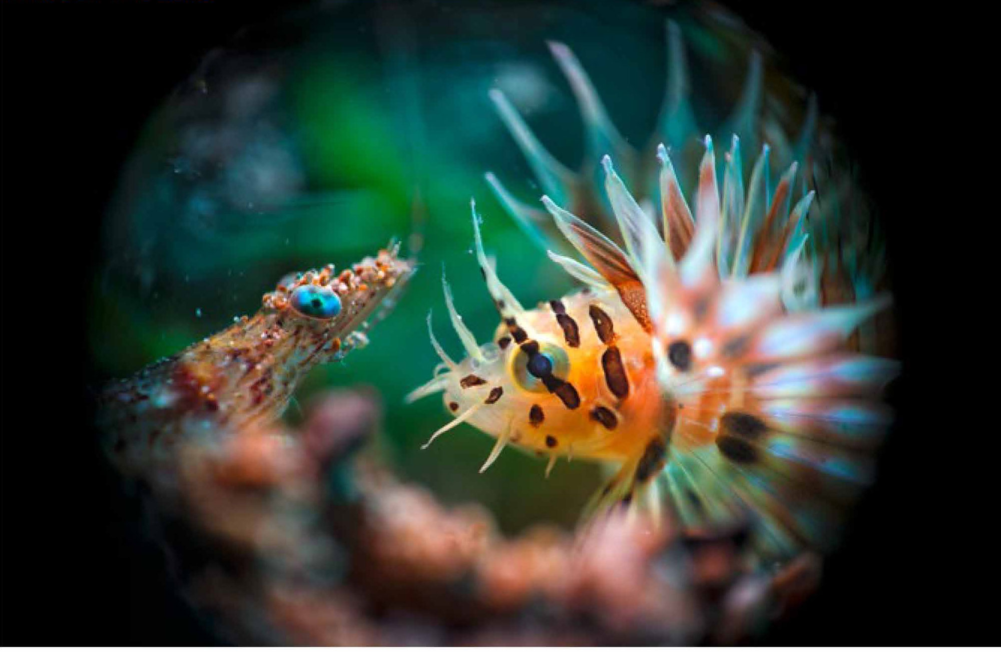 Stuck In Reverse - Underwater360