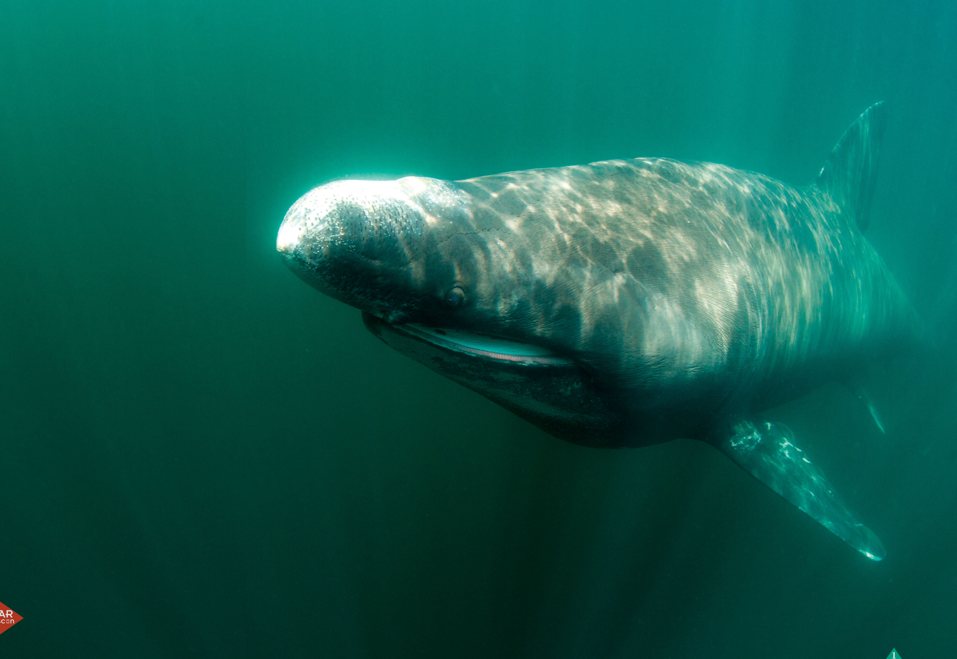 Basking In the Cold - Underwater360