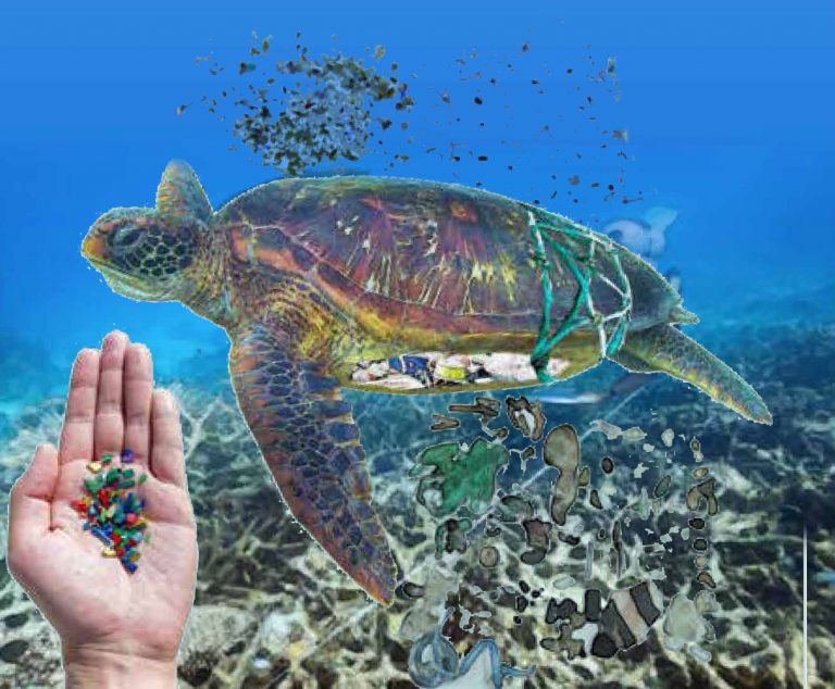Microplastics Along Singapore Coastline Found Breeding Toxic Bacteria