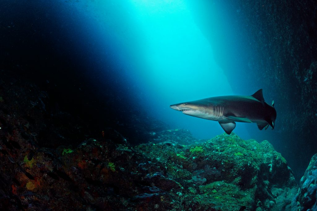 Wandering Sharks - Underwater360