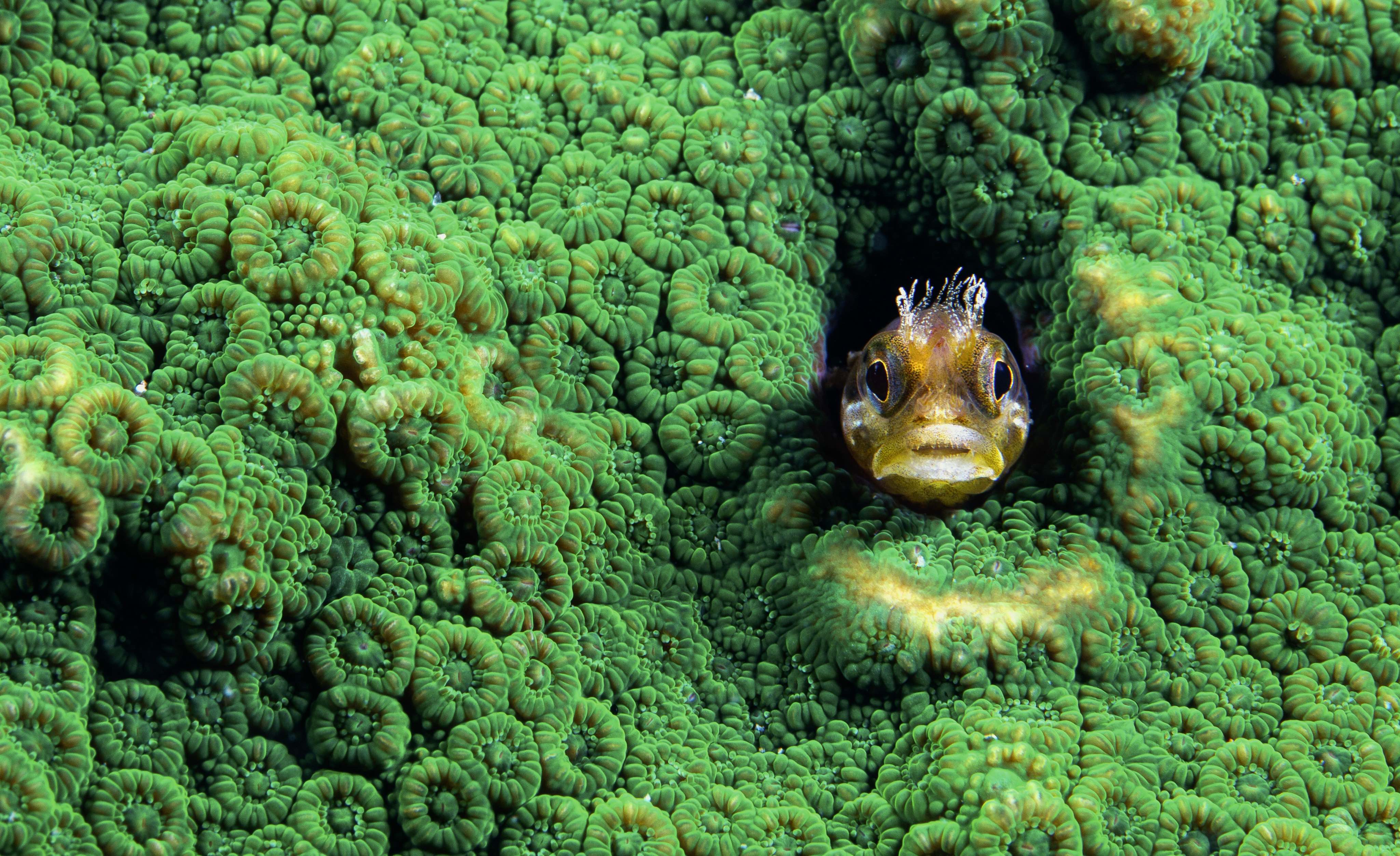Diving Taiwan - Underwater360