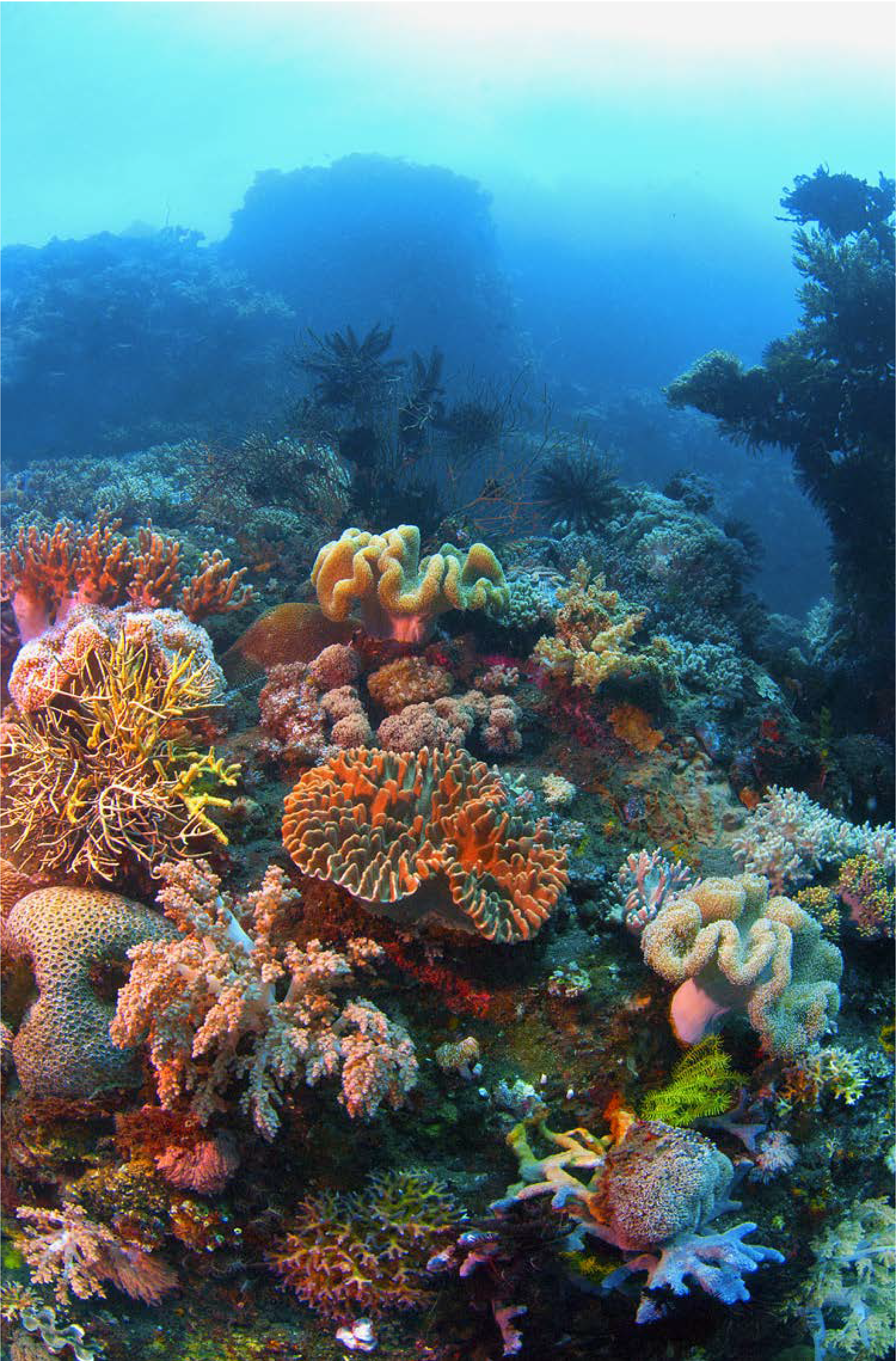 Dive Psychedelic - Underwater360