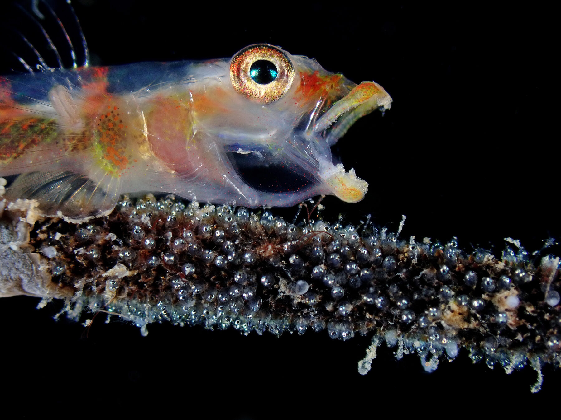 1st place: by Regie Casia