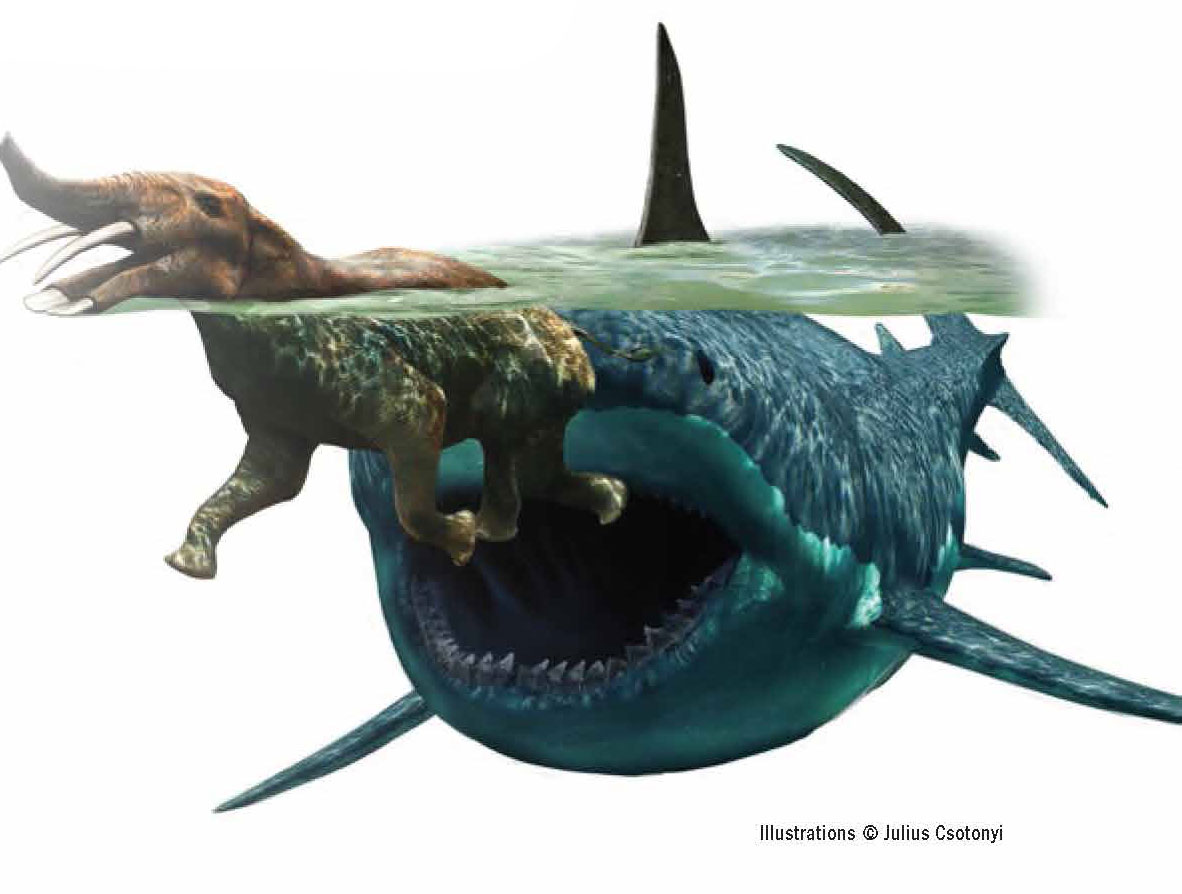 Shark Era & Evolution | Underwater360